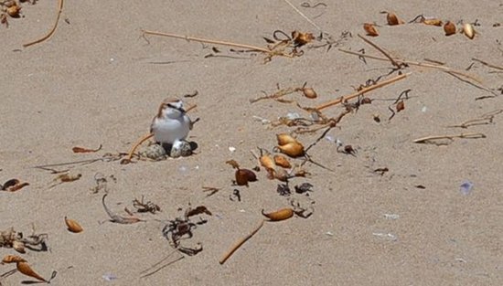 It started with two eggs: the story of Pip – The Terrier – Carol Altmann