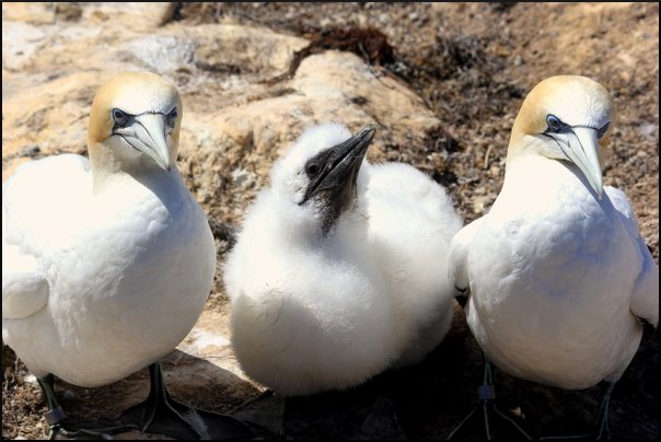 Love birds flock to Portland gannet colony – The Terrier – Carol Altmann